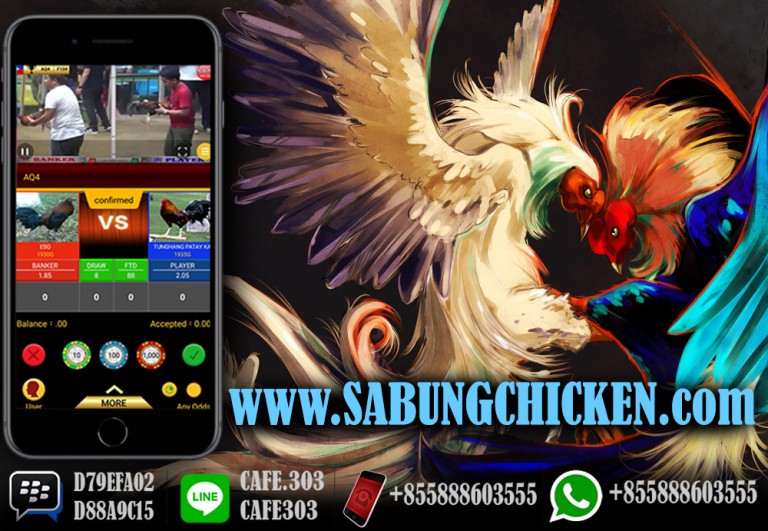 Sabung Ayam Terpercaya | sabung ayam | adu ayam | judi ayam bangkok